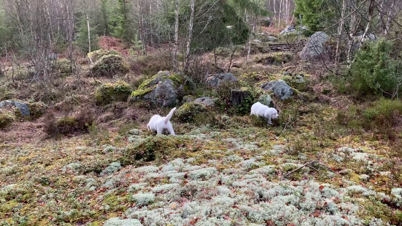 14 weeks CARLOS (Spice Twice Knokkel Pukkel Man - left ear red) & MILA ...