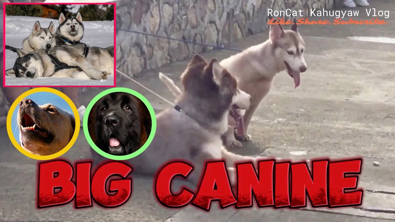 Amazing Dogs #dogs #friends - YouTube