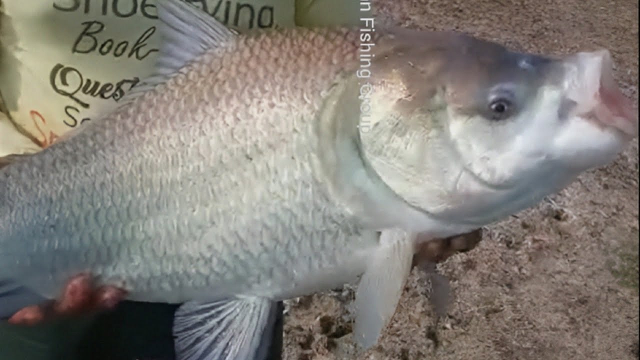 Big Catla Fish Landing 🐟 Sing Shikar 🎣 Catla Fishing Videos | Hook ...