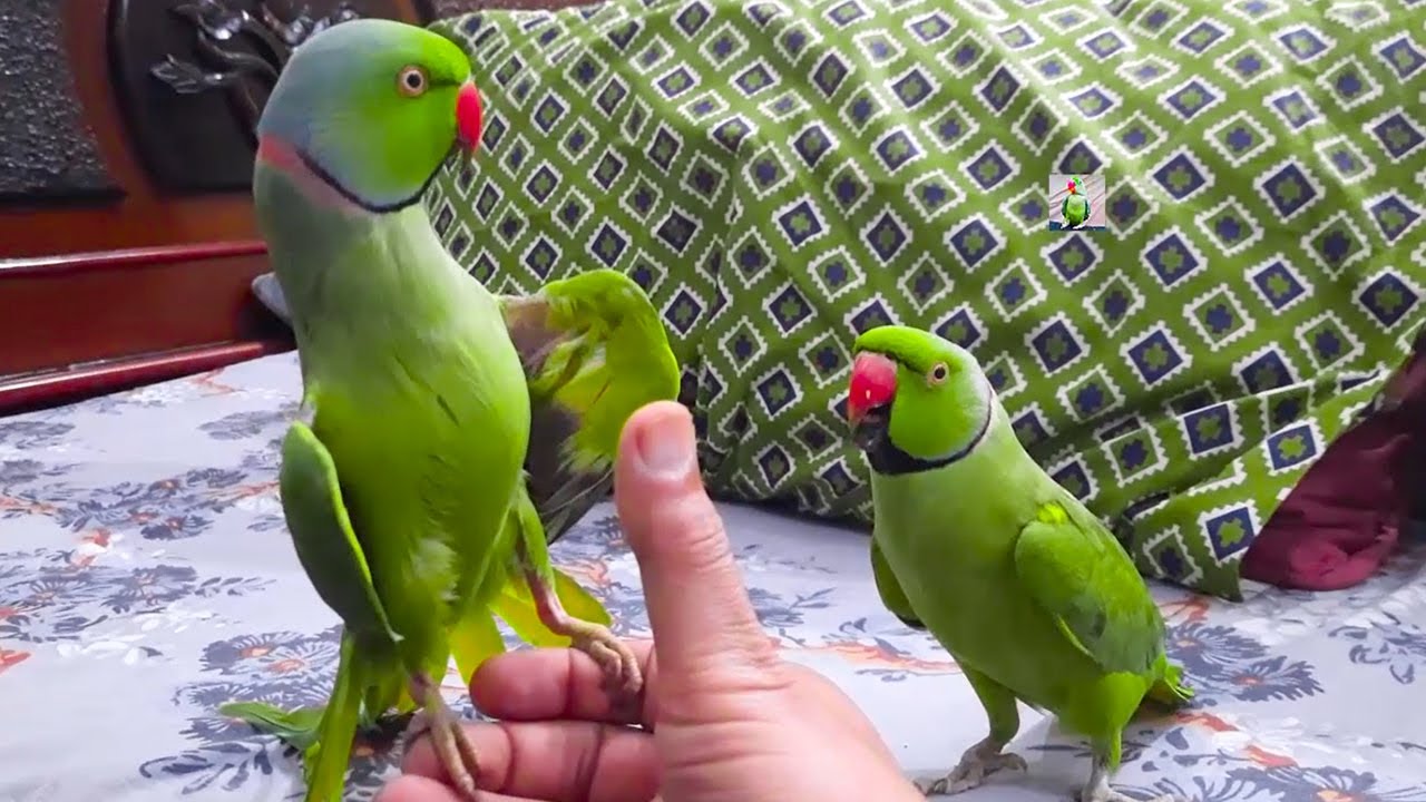 Best Ringneck Talking Parrots Friends Super Cute Moments - YouTube