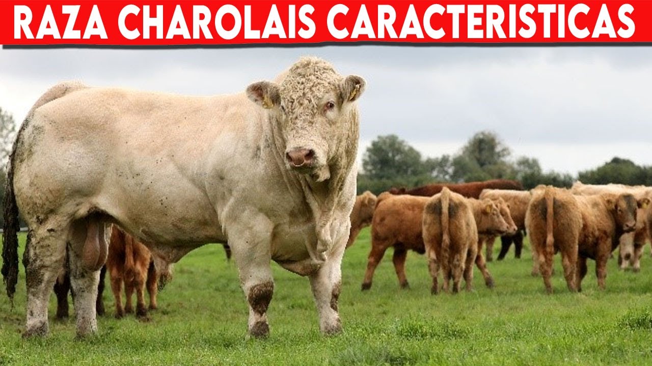 🔴 CHAROLAIS CARACTERISTICAS, TAMBIEN CONOCIDA COMO CHAROLESA O ...
