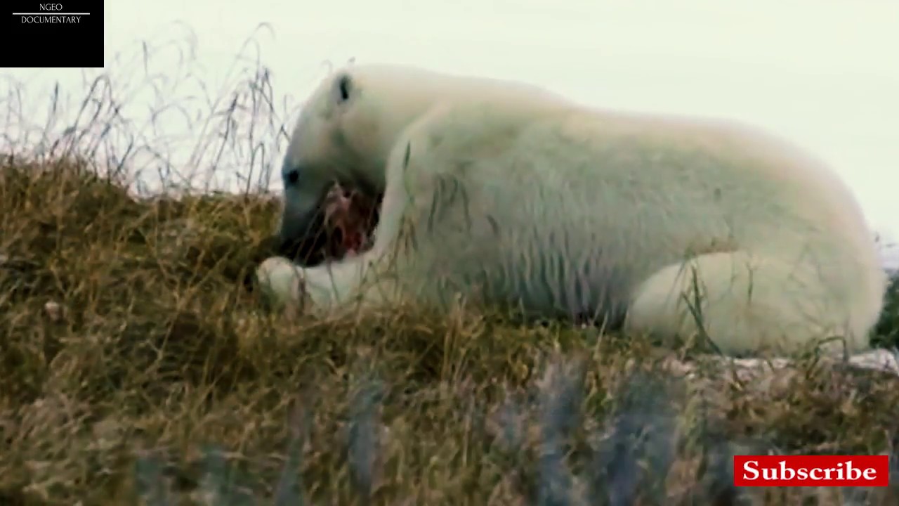 Polar Bear vs Walrus-Animal Planet Earth-Mysterious Creatures Caught On ...