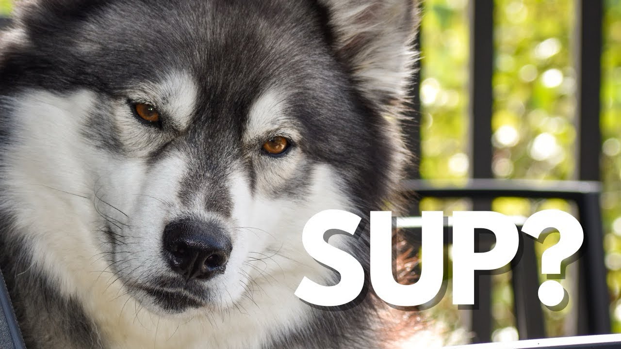 Siberian Husky Develops a Crush, is Cool and Normal About it… - YouTube