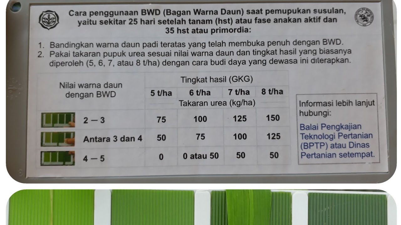 BAGAN WARNA DAUN (BWD). CARA MEMBACA DAN FUNGSINYA DALAM PEMUPUKAN PADI ...