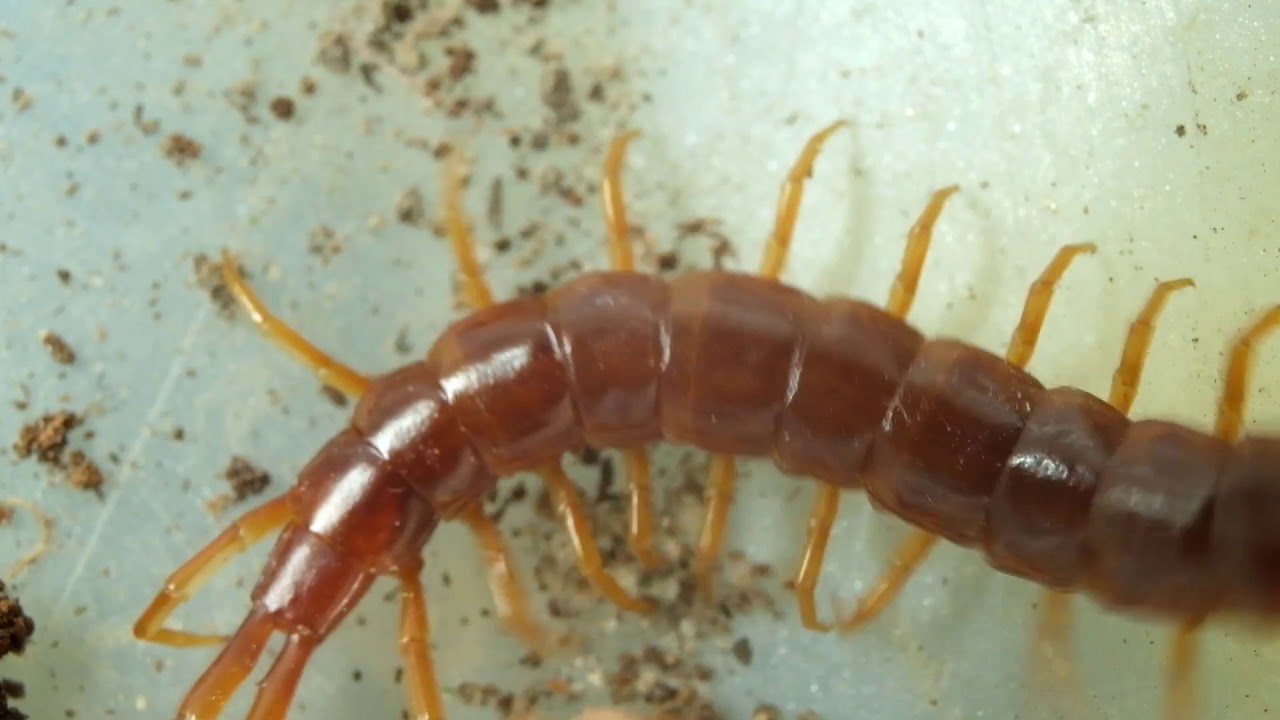 The Bark Centipede - YouTube
