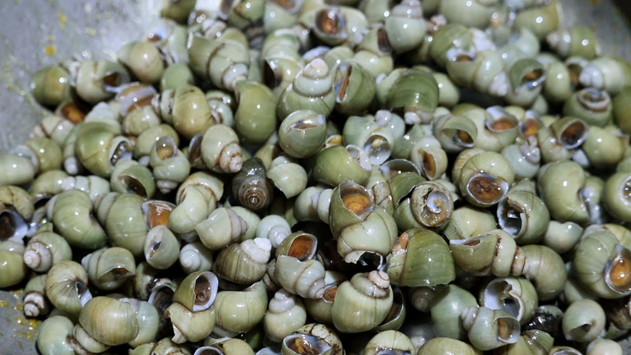 SNAILS - LEMONGRASS (HIT) RECIPE!! Traditional Cooking KH Food, Fry ...