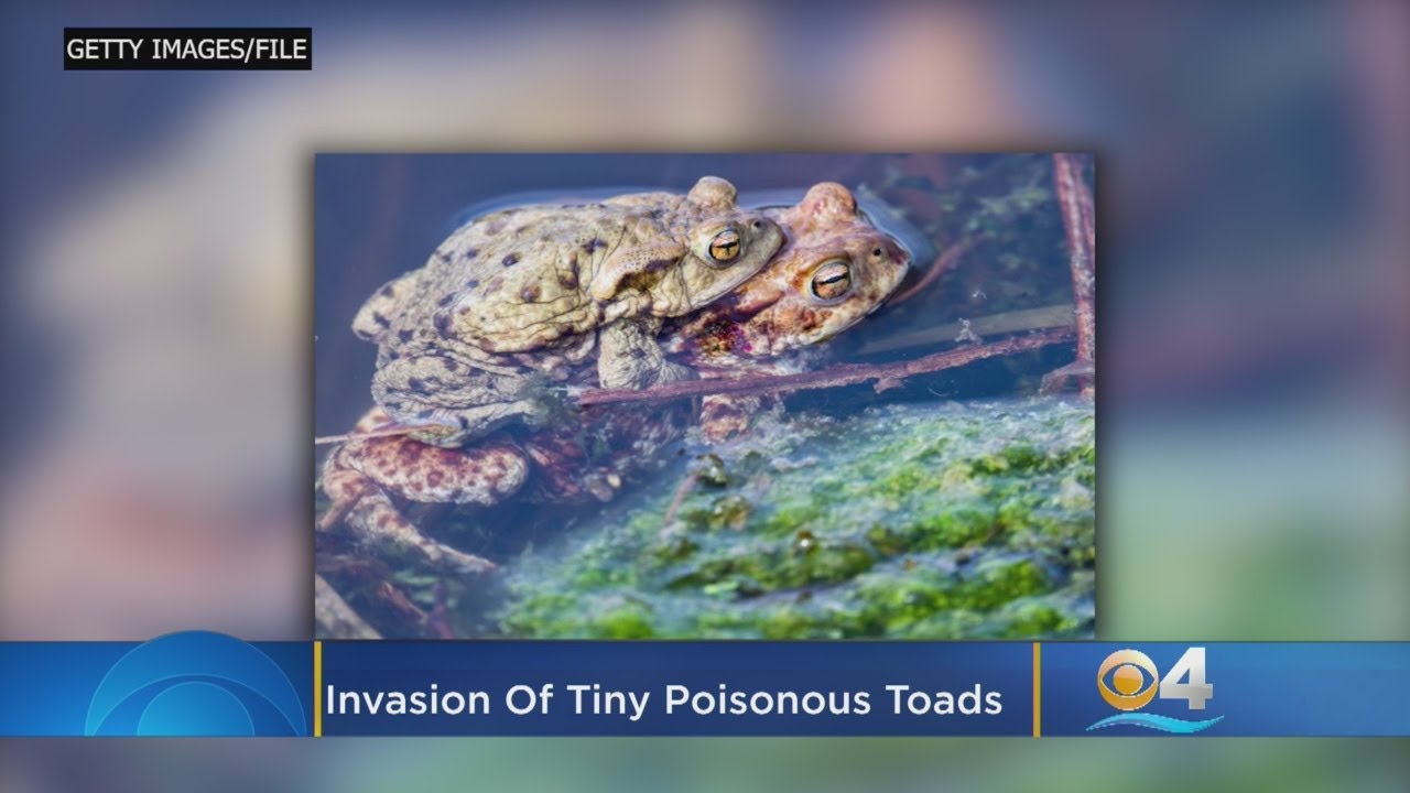 Invasion Of Tiny Poisonous Toads Alarms Florida Community - YouTube
