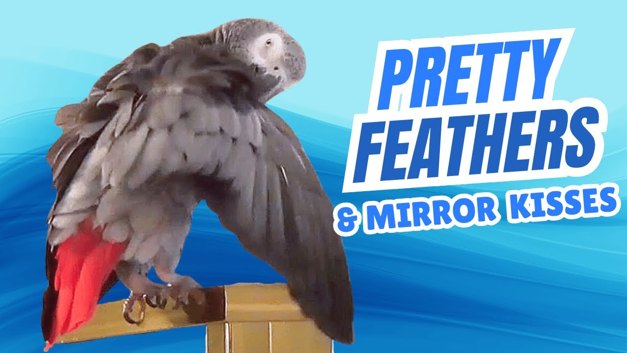 Pretty Feathers & Mirror Kisses – Einstein’s Shower Time Chatter! - YouTube