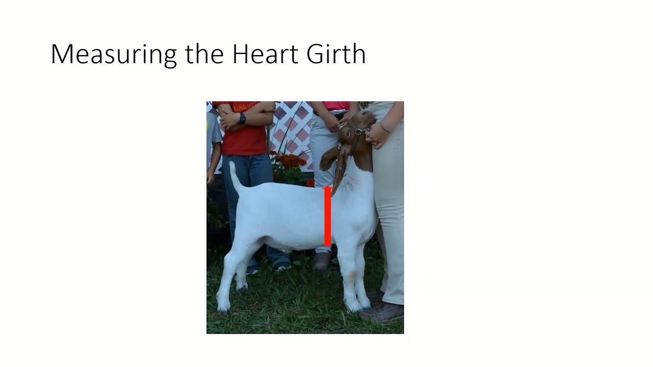Measuring Your Meat Goats Size - YouTube