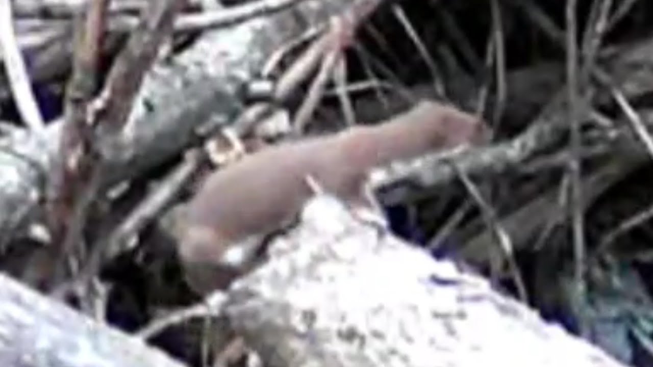 La comadreja (Mustela nivalis), la pequeña matadora 1. - YouTube