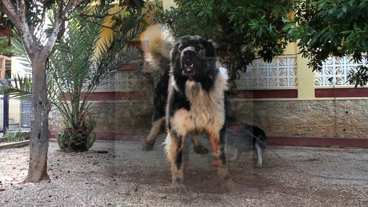 Perros de guarda - YouTube