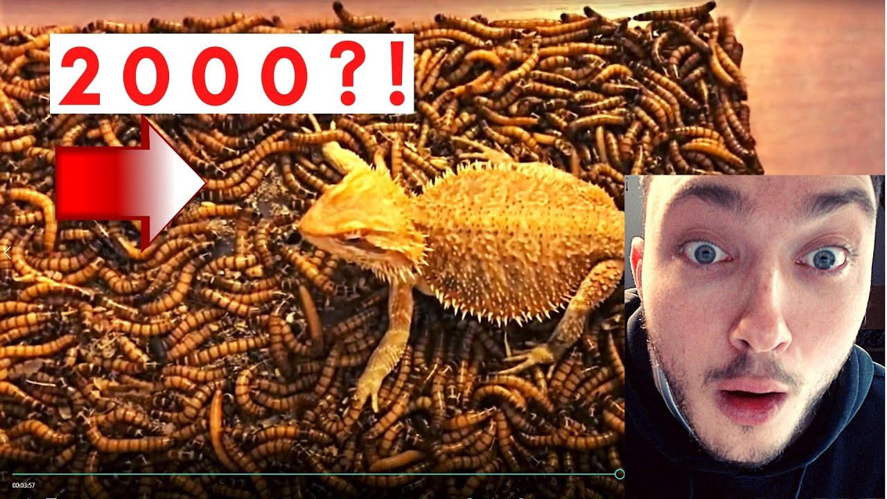 DIE BESTEN BARTAGAMEN MEMES EVER! 🤣🤣🤣 - YouTube