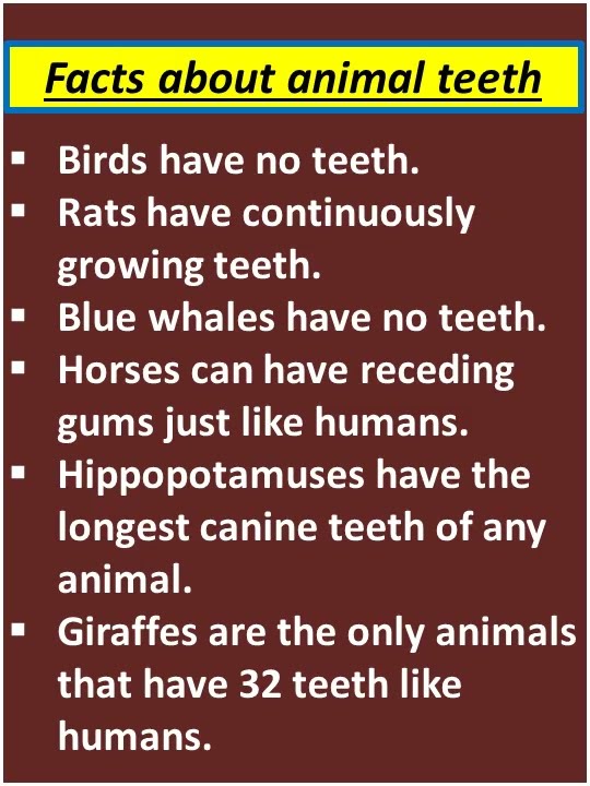 Facts About Animal Teeth Shorts English Time To Study2012 YouTube facts-about-animal-teeth-shorts-english-time-to-study2012-youtube