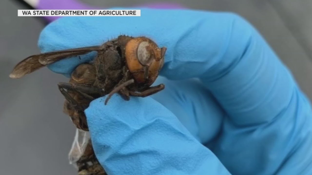 Asian giant hornet found in another invasive species trap near ...