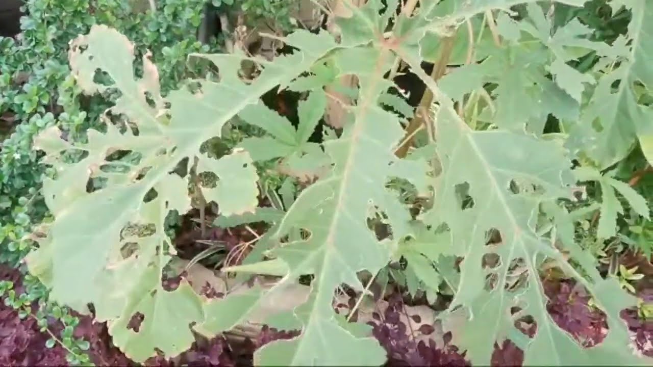Bunga Janda Bolong viral, tp ada juga bunga Duda Bolong - YouTube