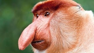 Most Crazy Looking Animals