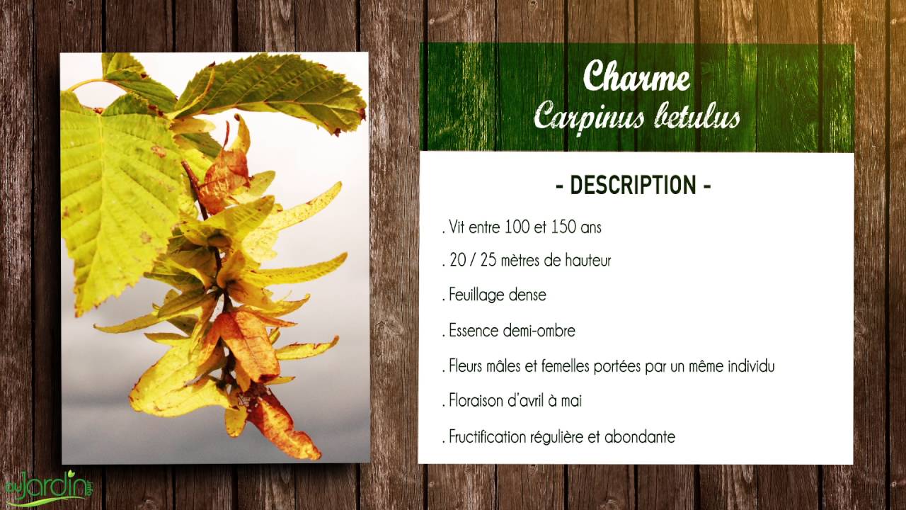 CHARME COMMUN ou CHARMILLE, Carpinus betulus, sa FICHE BOTANIQUE - YouTube