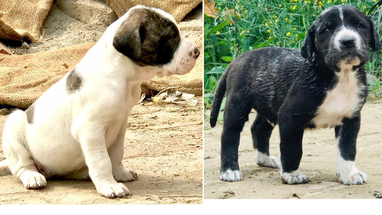Top Quality Pakistani Bully puppies for sale || jsk pets || - YouTube