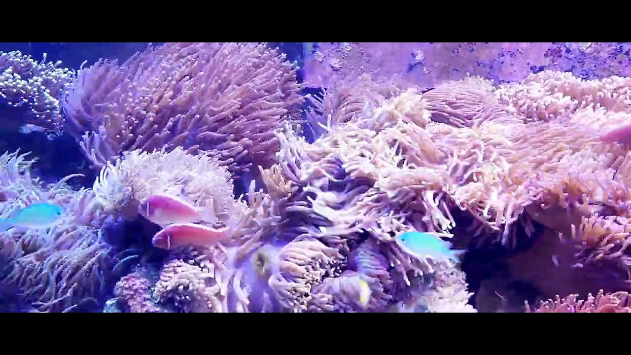 Anemone reef at high noon. New aquascape! Thanks, Pat, at Aquariums ...