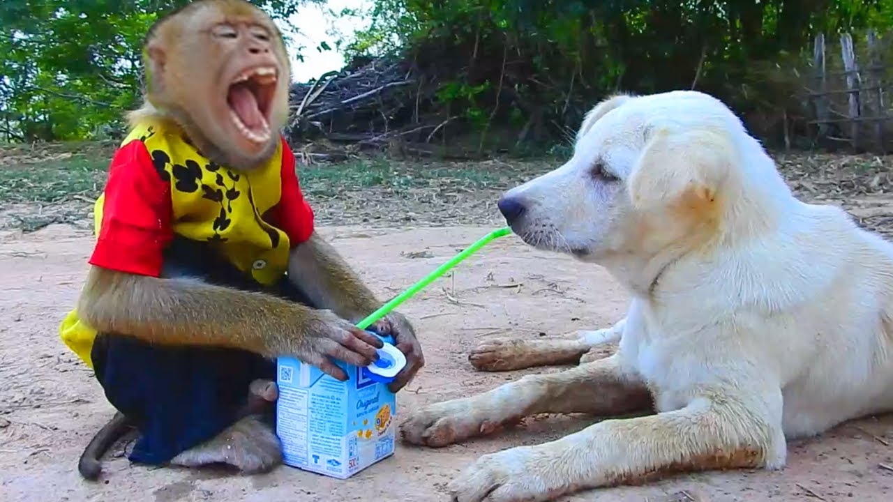 Amazing Video ! SokYaa Teaching OG How To Drink Milk Well - YouTube