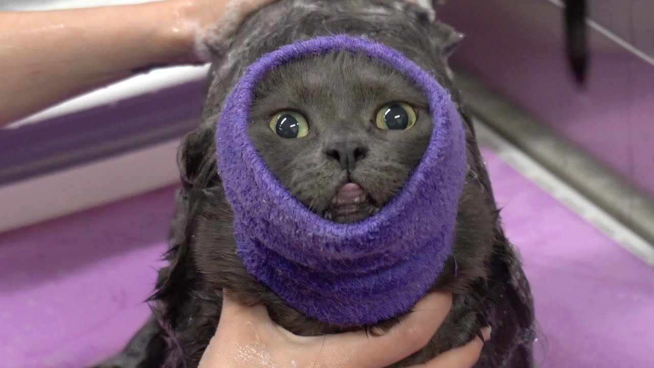 The Mike Tyson of cats - YouTube