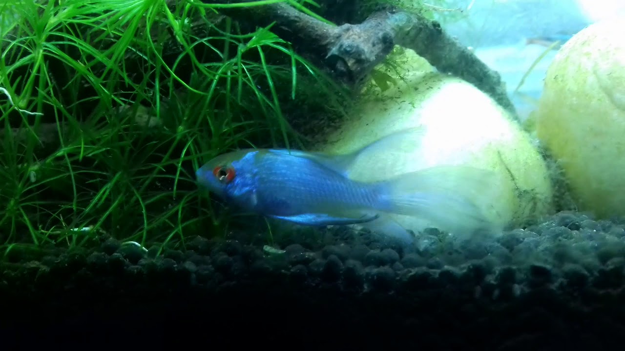 Thai silk blue ram cichlid - YouTube