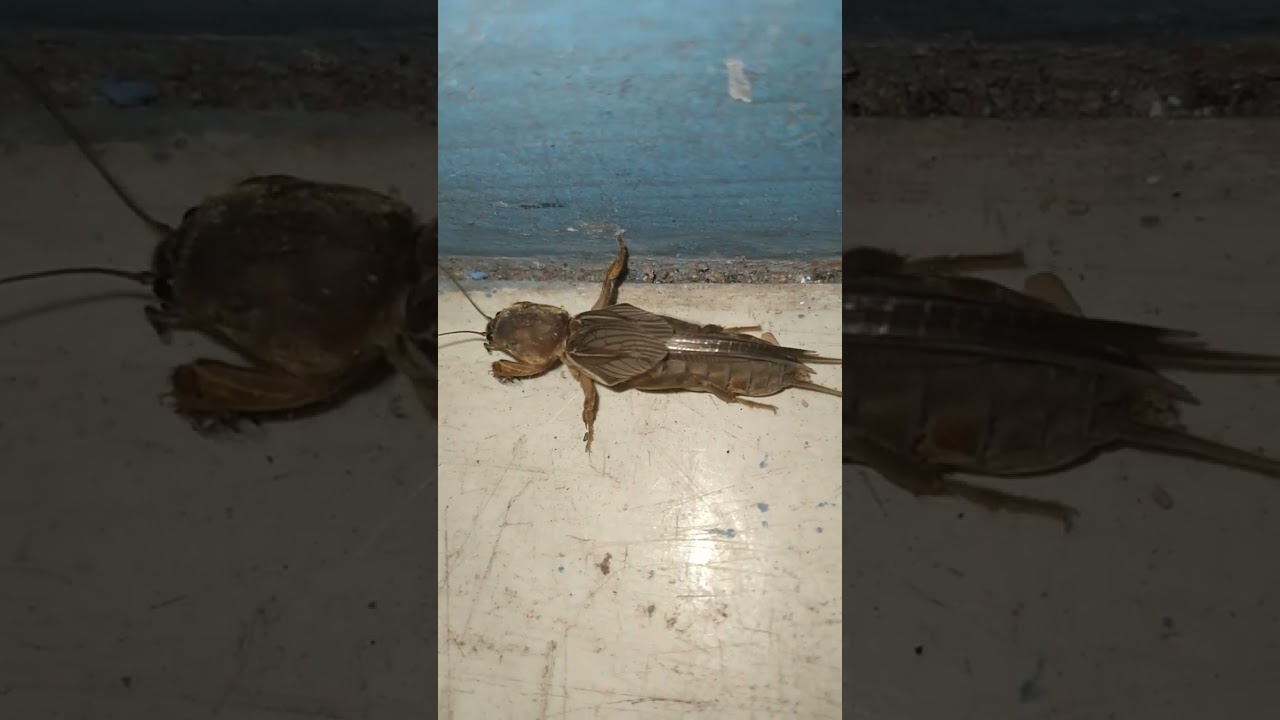 MOLE CRICKET|EXOTIC FOOD#insects#sosohong#short - YouTube