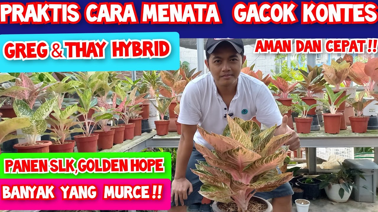 cara menata gacok kontes greg & thay hybrid| panen SLK, golden hope ...