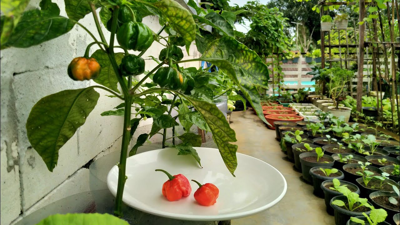 DARI SATU BUAH CABE BISA MENJADI PULUHAN BIBIT CABE,GAK PERLU BELI ...