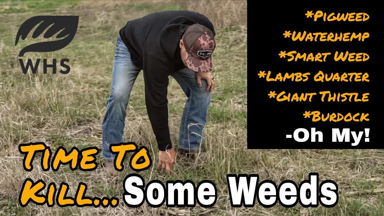 Spring Weed Control Options | Food Plots & Switchgrass - YouTube