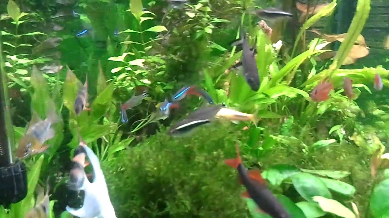 My beautiful crowded community planted tank - YouTube