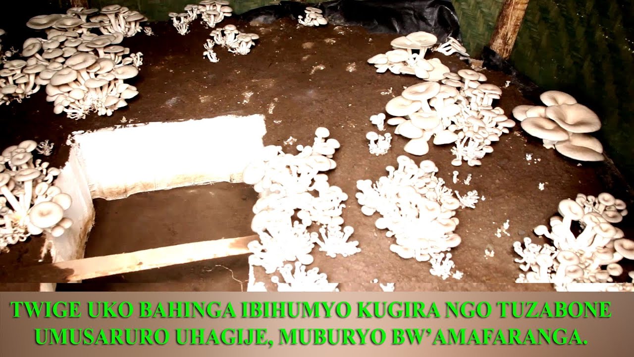Musanze/Muko:Adeiline akaba umuhinzi w'Ibihumyo arishimira iterambere ...