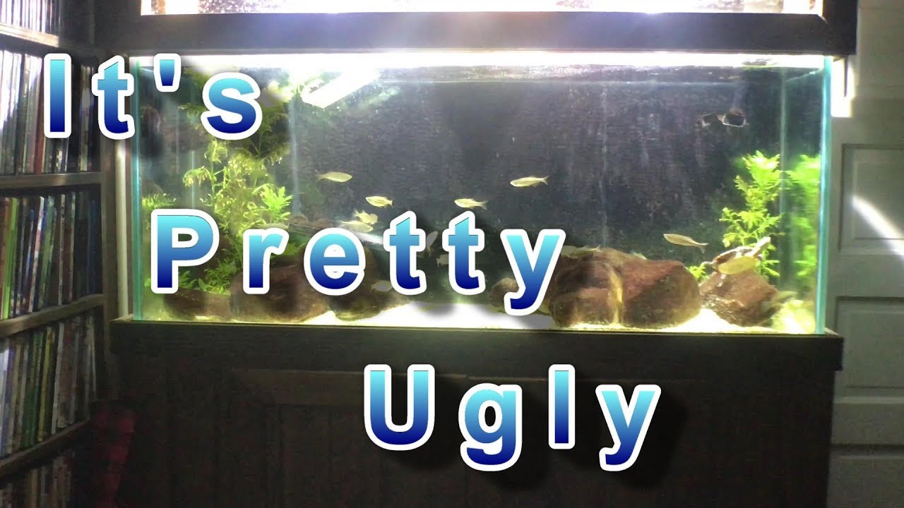 Look At My Filthy Tank- in 4k - YouTube