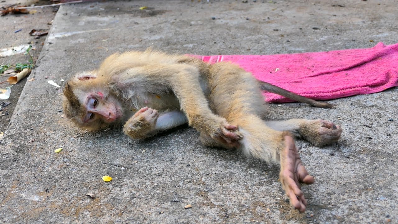 So Pity monkey difficult walk and sleep like this - YouTube
