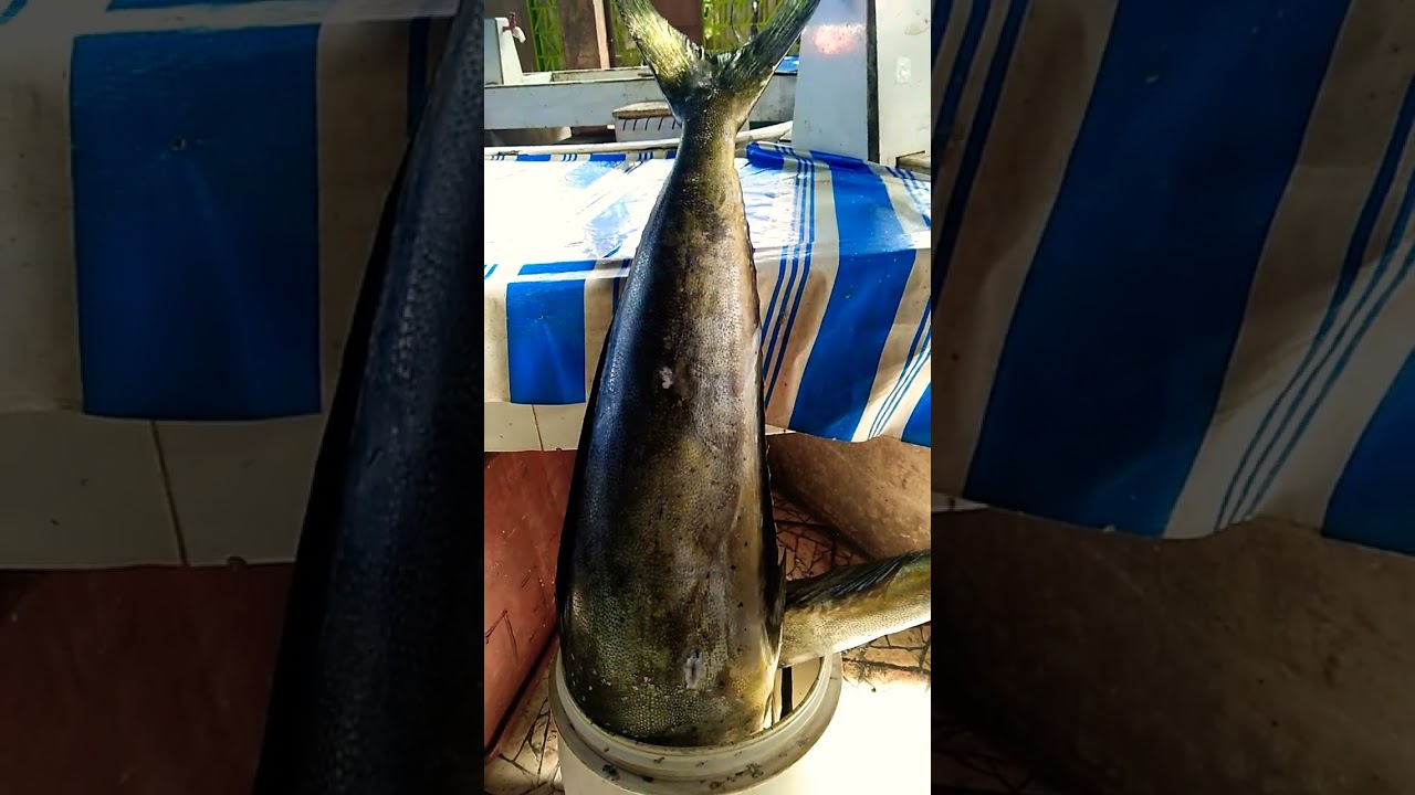 Fish (Lamadang) - YouTube