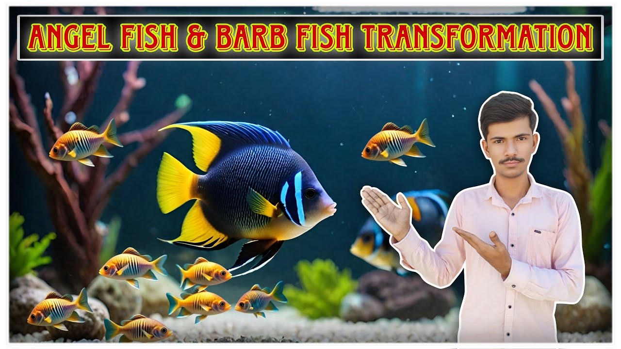 2ft vs 3ft Tank: Angel Fish & Barb Fish Transformation! - YouTube