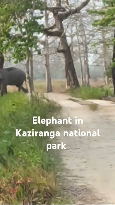 Kaziranga national park - YouTube