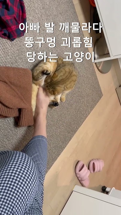 아빠 발 깨물라다 똥구멍 괴롭힘 당하는 고양이 Youtube