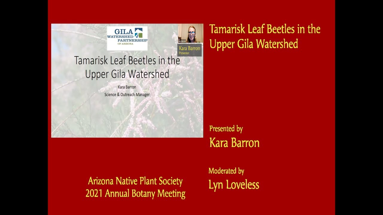Kara Barron Presents: Tamarisk Leaf Beetles in the Upper Gila Watershed ...