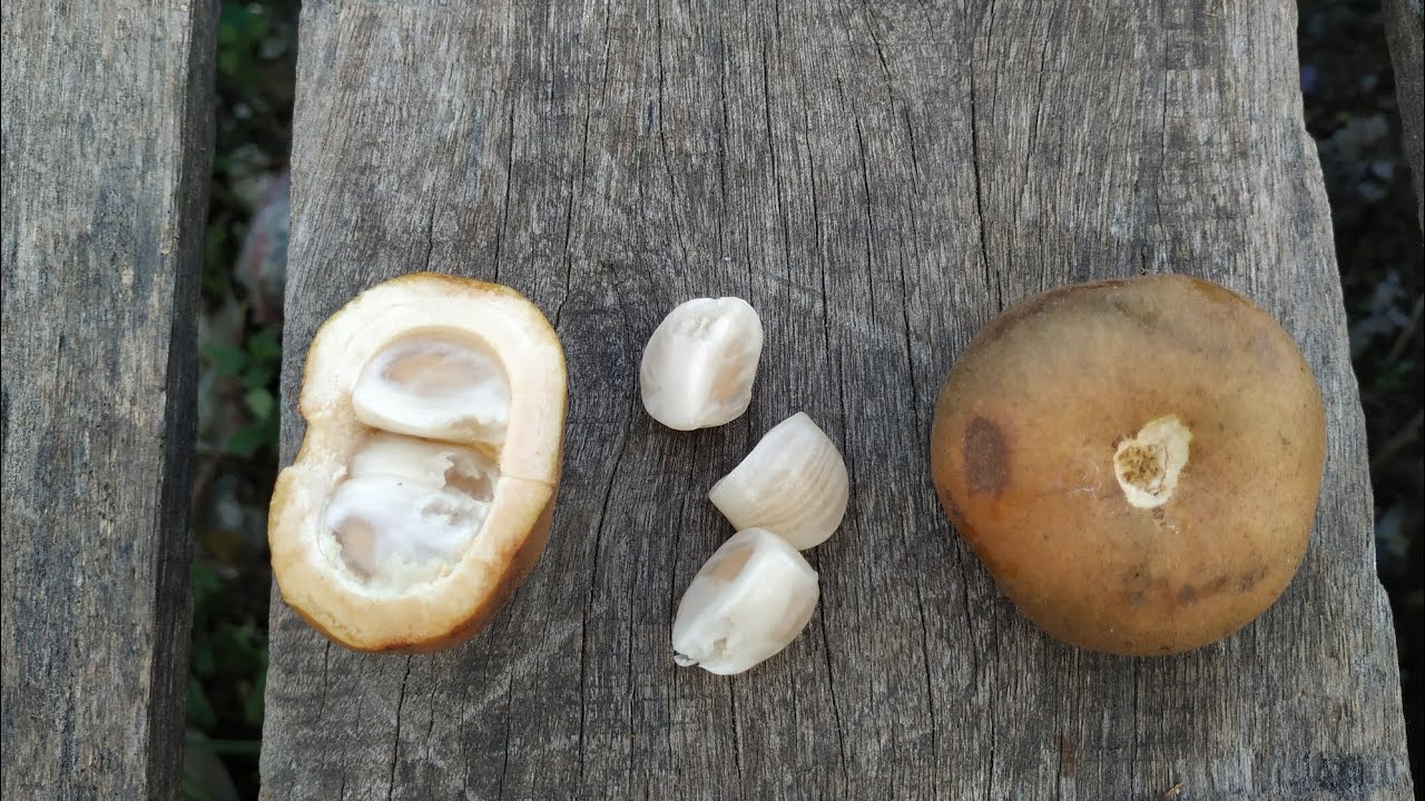 Eating delicious tampoi or kepul fruit (Baccaurea macrocarpa) in ...