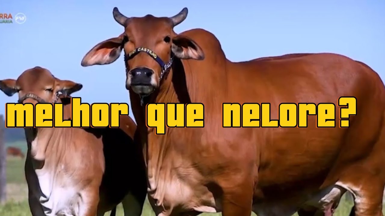 conheça o sindi em 2 minutos - YouTube