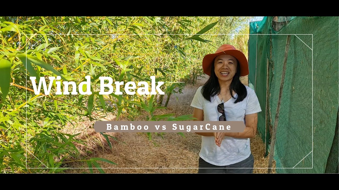 Wind break using Bamboo & Sugarcane - YouTube