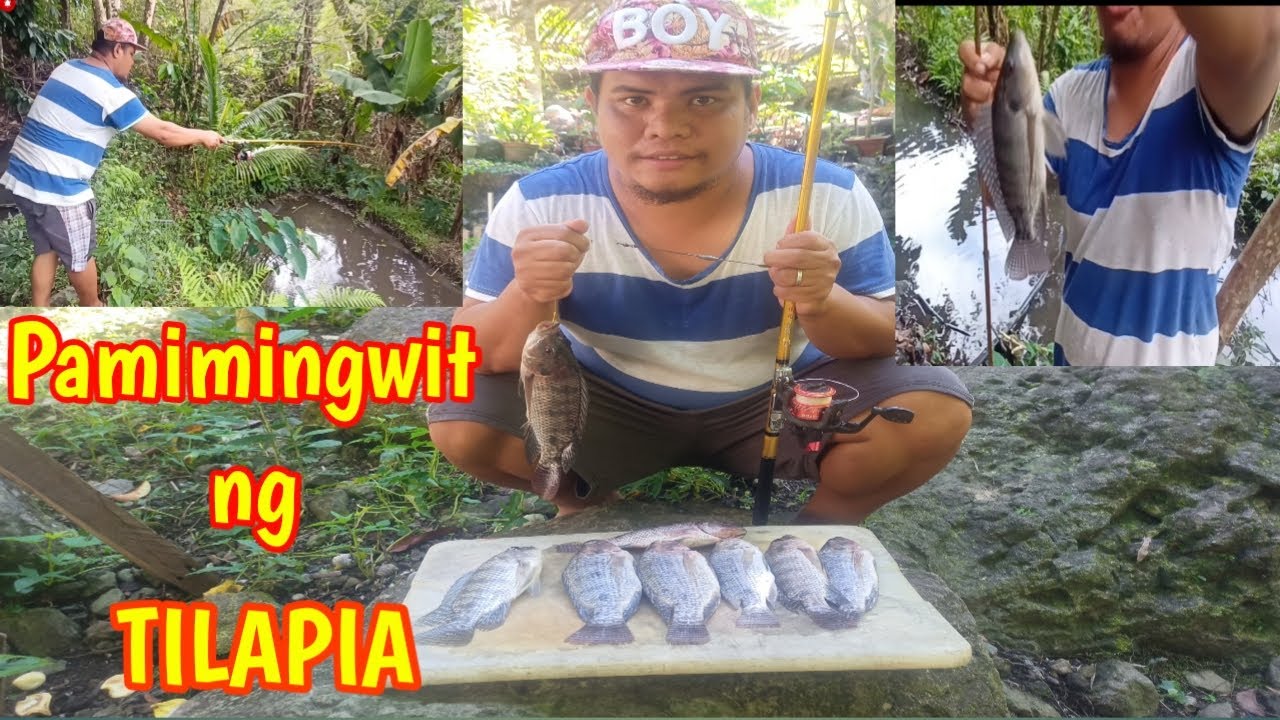 Pamimingwit ng TILAPIA sa aming munting fish pond | Catch and cook ...