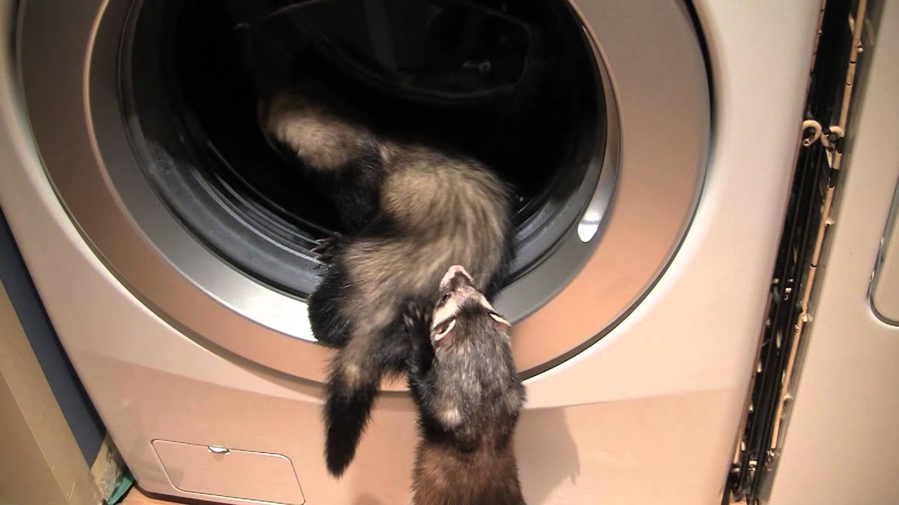 Baxter and Banjo Washing Machine - YouTube