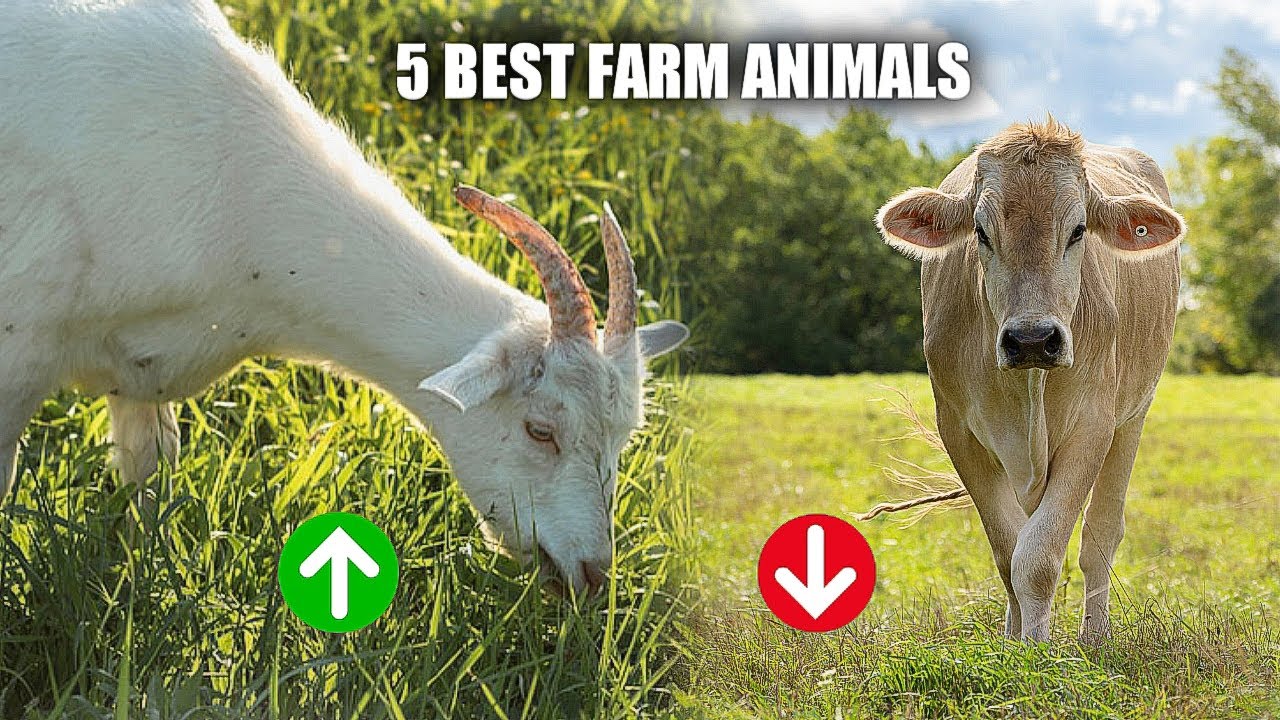 5 Best Farm Animals for Beginners - YouTube