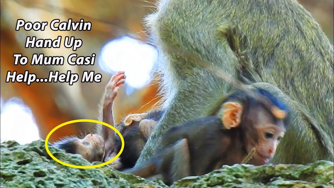 Miserable Of Poor Skinny Calvin Exhausted Hand Up To Mum Casi Help ...