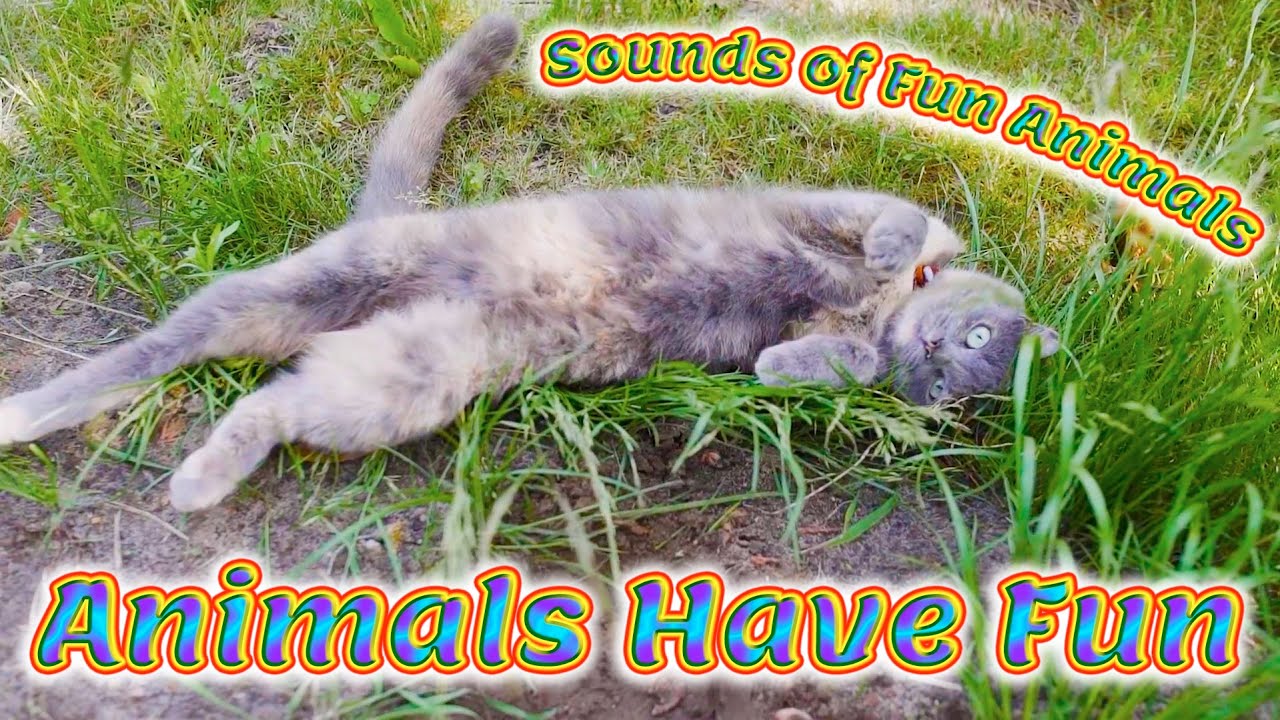 Animals Have Fun • Sounds of Fun Animals • Nature Videos • Video for ...