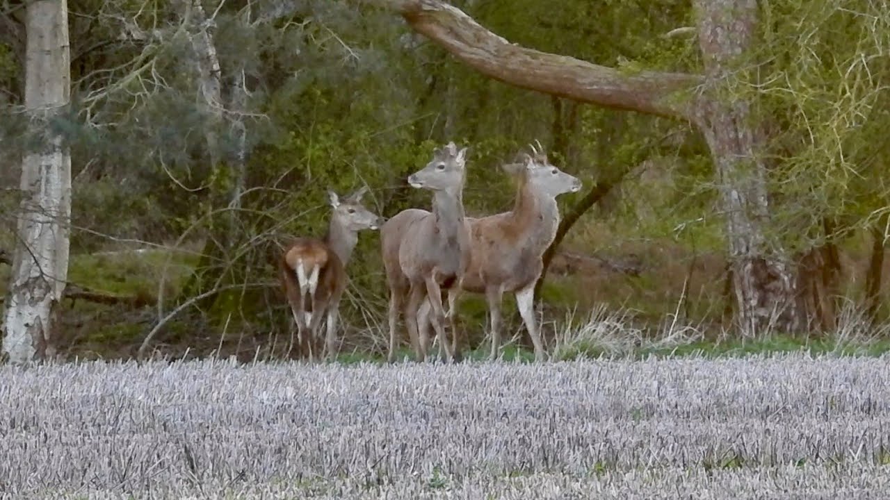 Wildlife Around Watton, Norfolk - YouTube