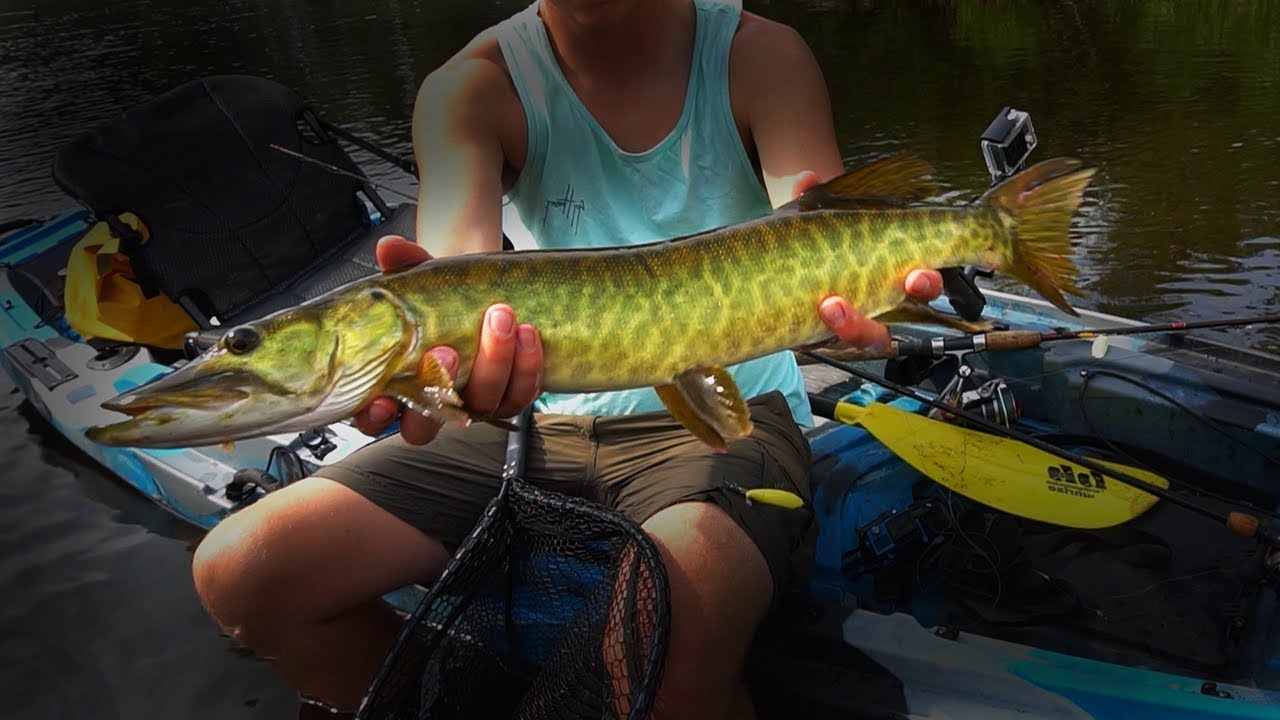 HUGE MUSKIE EATS HOOKED BASS - My First Muskie! - YouTube