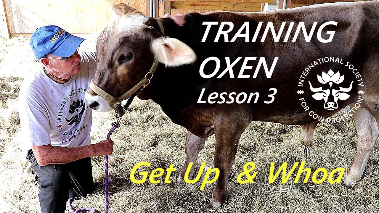 Training Oxen by Voice Commands Lesson 3 Commands Get Up & Whoa - YouTube